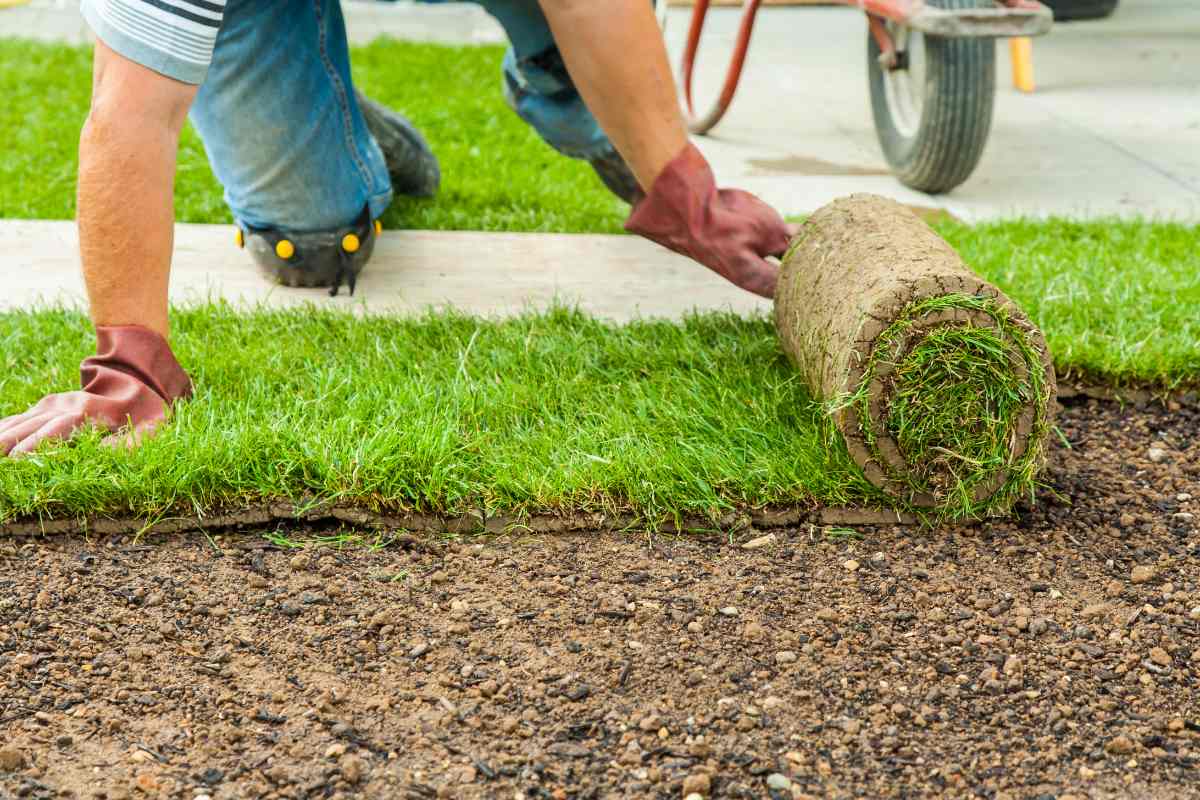 The Best Time to Lay Sod: A Complete Guide | CGL Landscaping