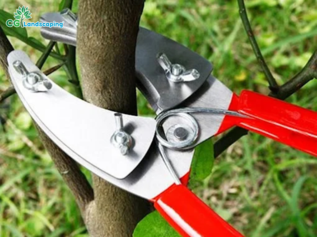 What Do Reliable Tree Services in Phoenix Include for Homeowners?